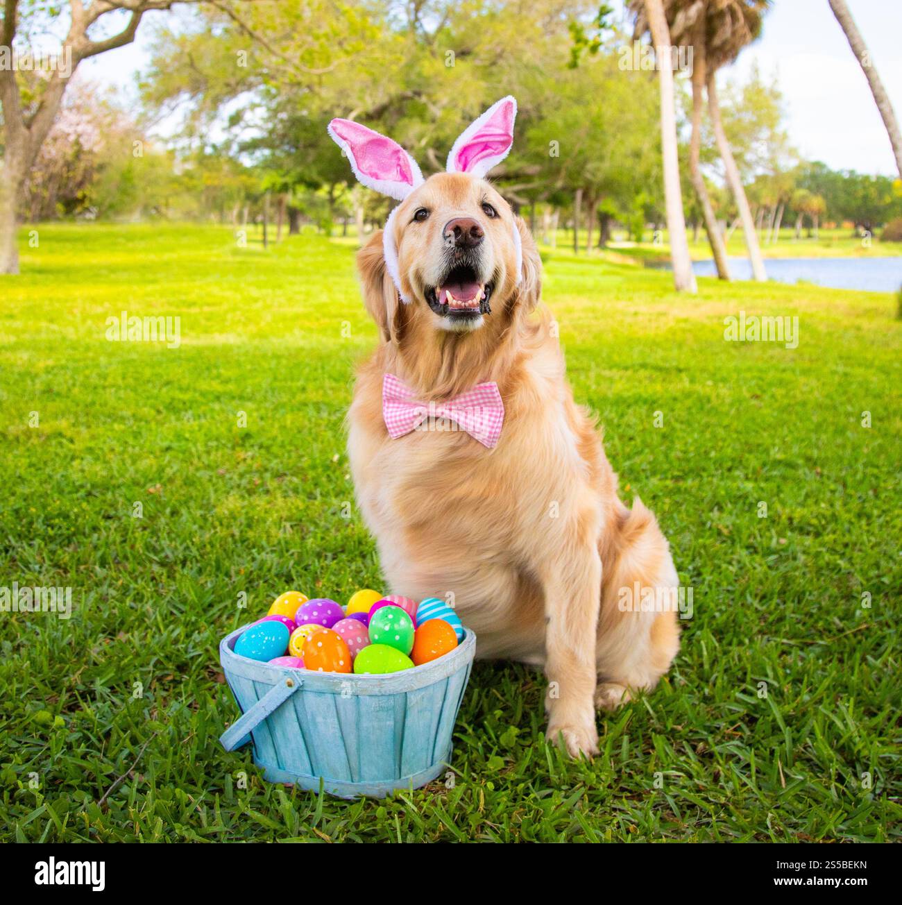 Portrait of a golden retriever dog wearing bunny ears and a bow tie ...