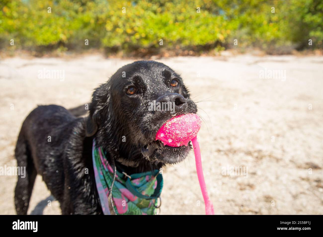 Close-up of a black labrador mix dog standing on the beach with a ...