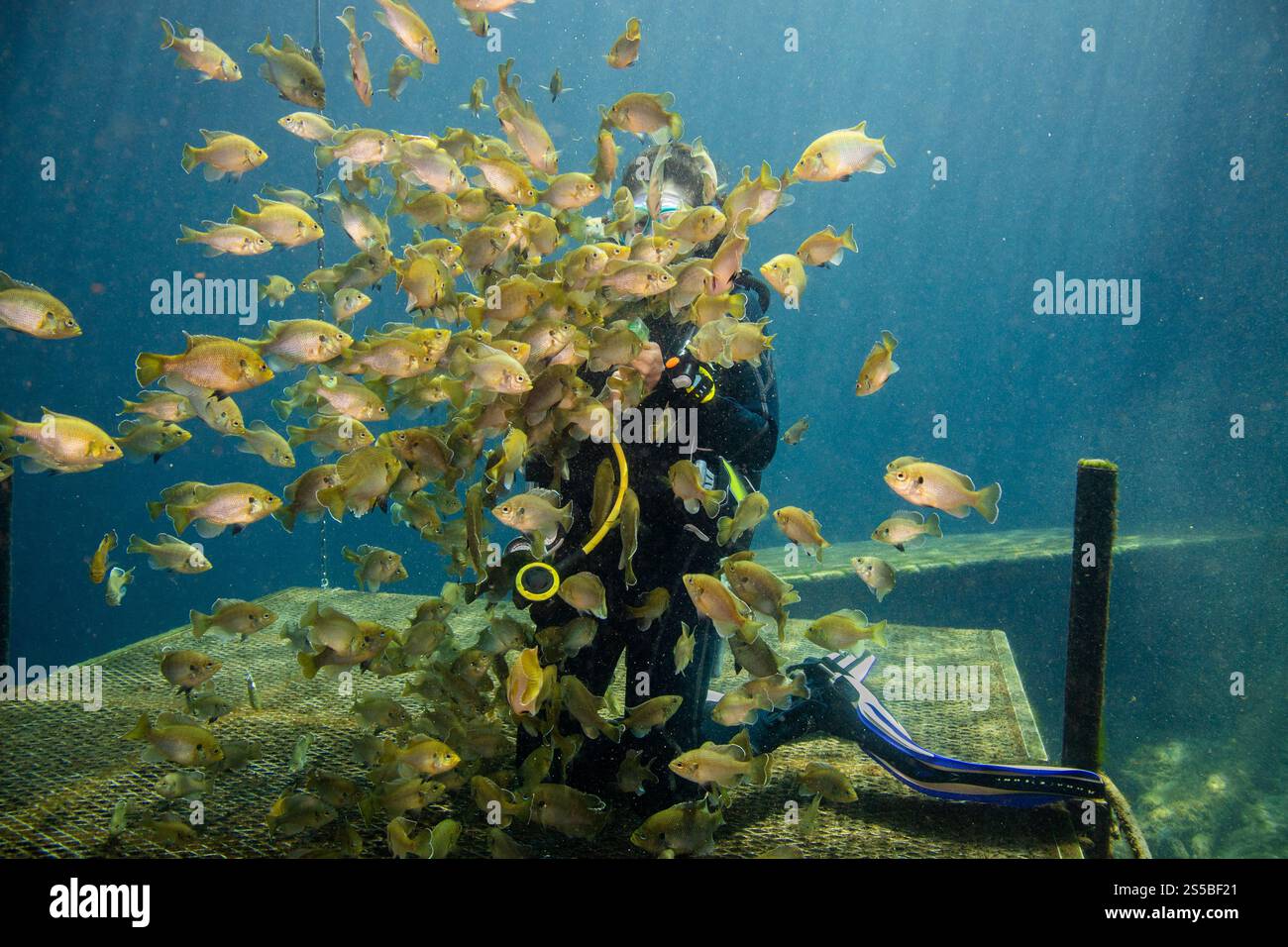 Female scuba diver feeding a school of bluegill fish, Blue Grotto ...