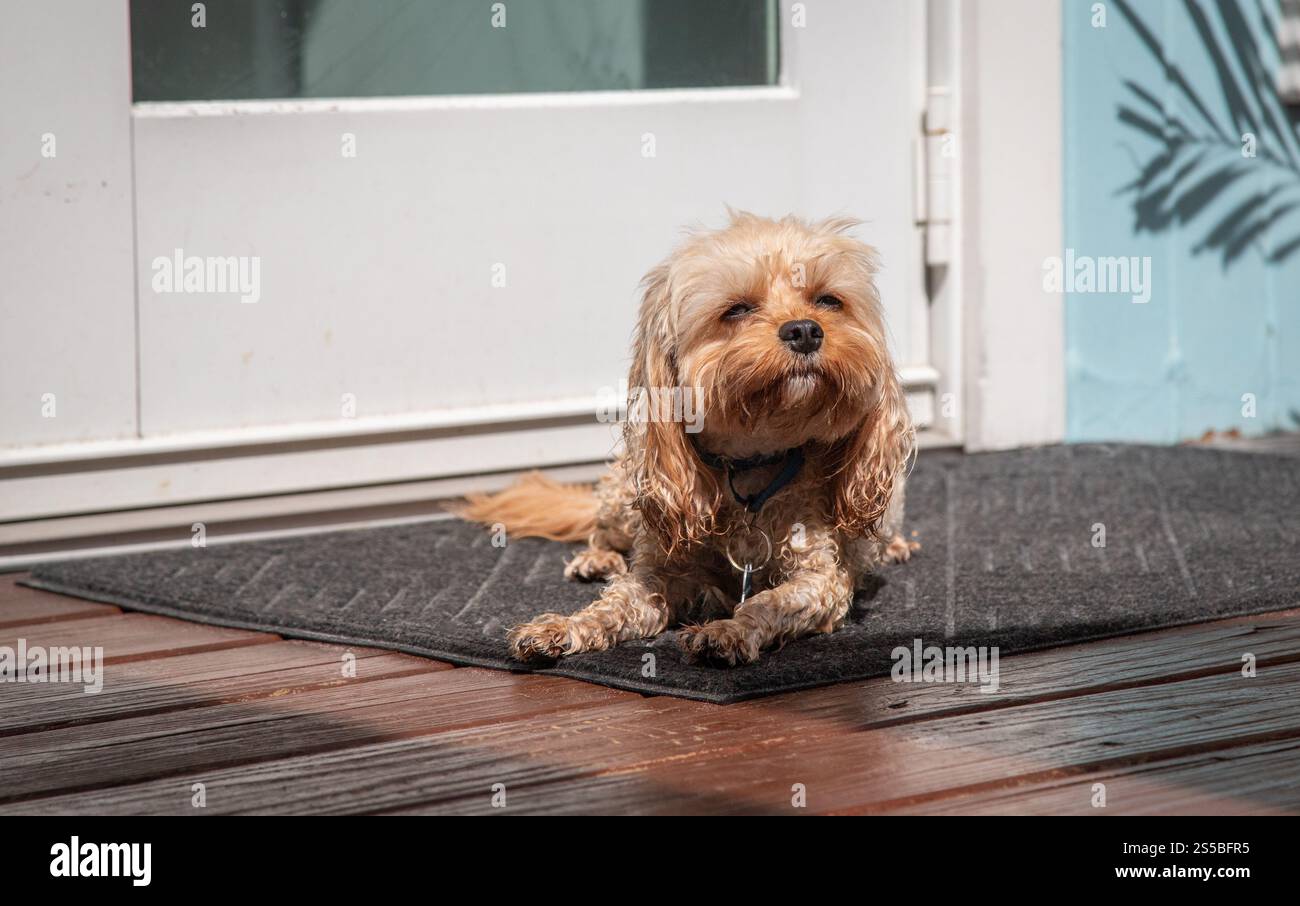 Close-up of a toy cavapoo lying on a doormat in the sunshine outside a ...