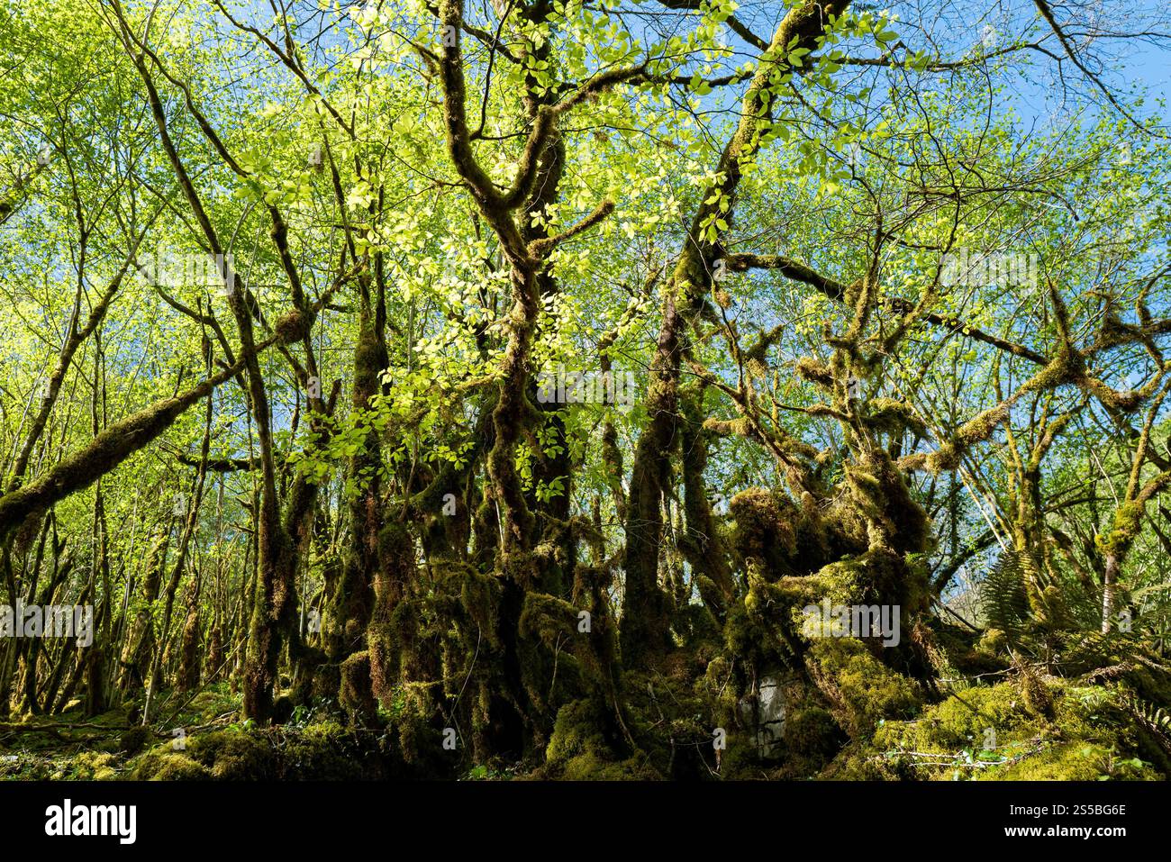 Hautes-Pyrénées department (Upper Pyrenees, south-western France): the ...