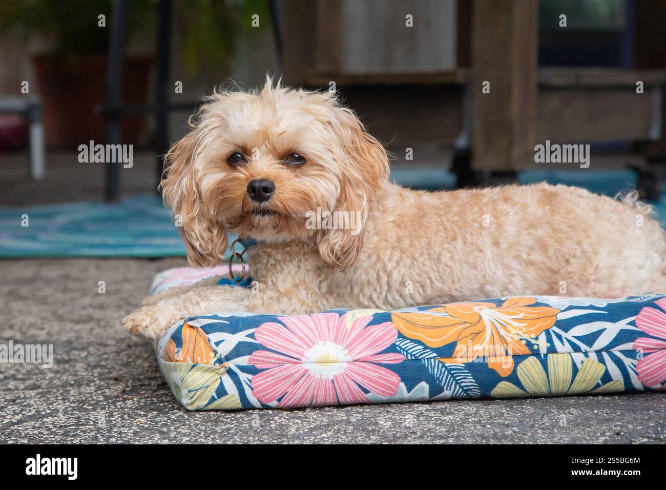 Cream toy cavapoo lying on a floral cushion outside a house Stock Photo ...