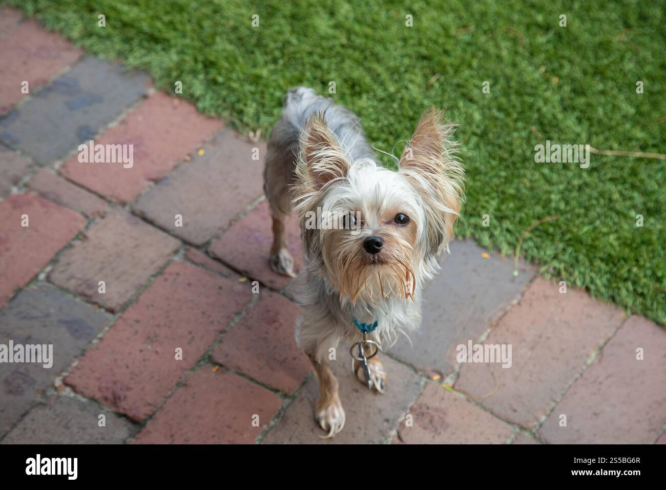 Overhead view of a teacup yorkie standing on a footpath in a garden ...