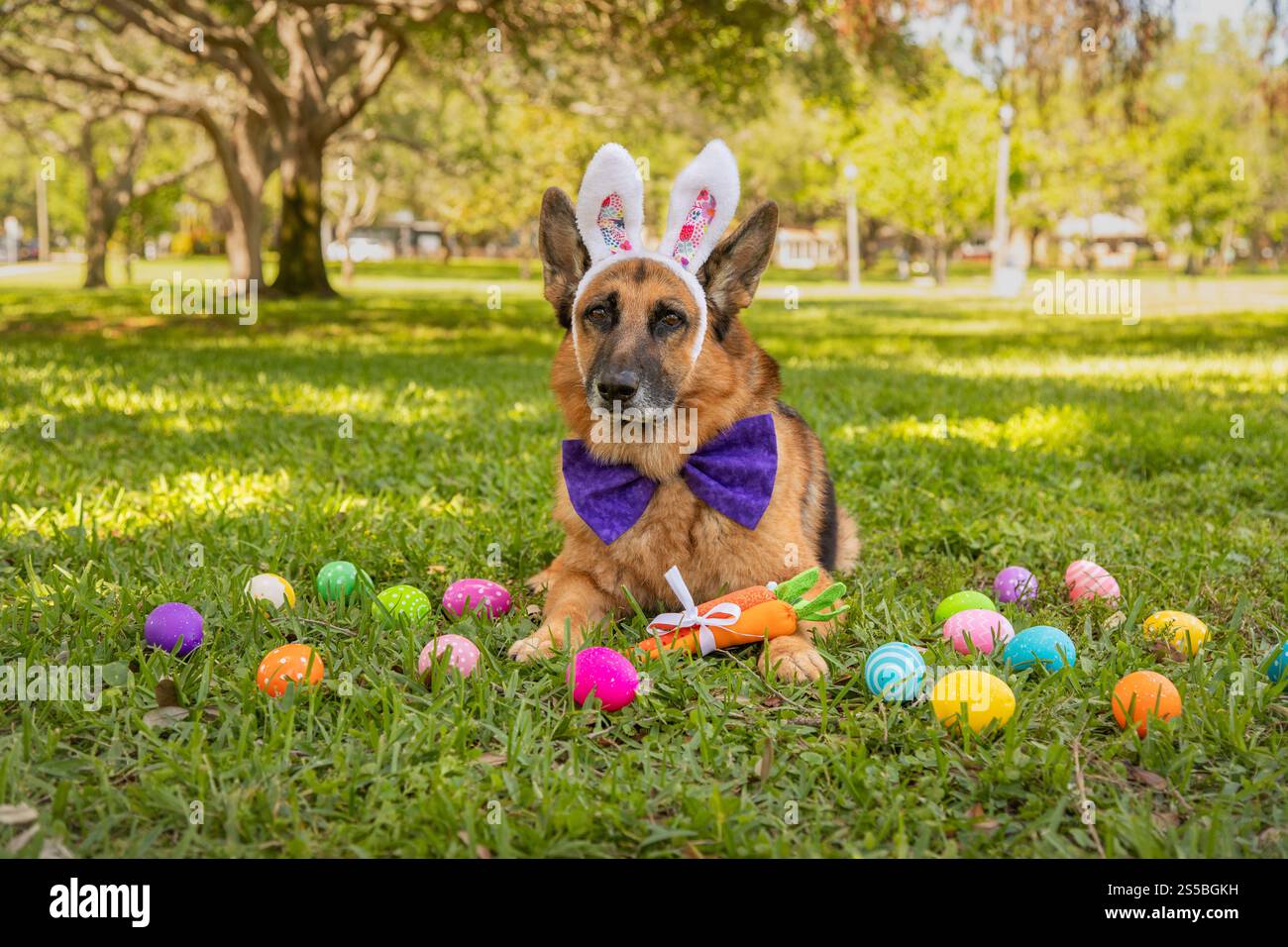 German shepherd dog wearing bunny ears and a bow tie lying on its front ...
