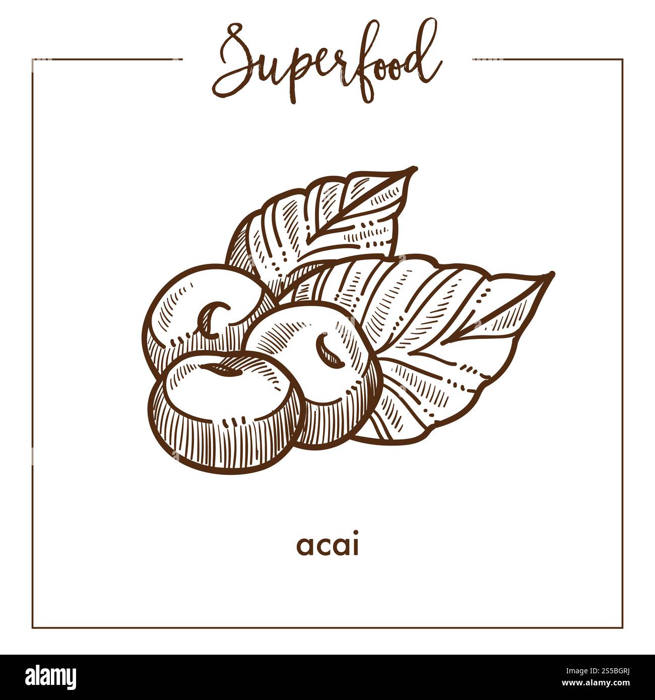 Delicious healthy ecotic acai monochrome superfood sepia sketch. Exotic ...
