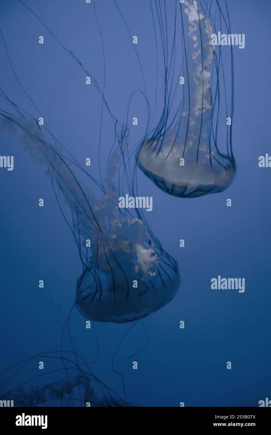 Jellyfish floating in the deep ocean. Macro view. Jellyfish floating in ...