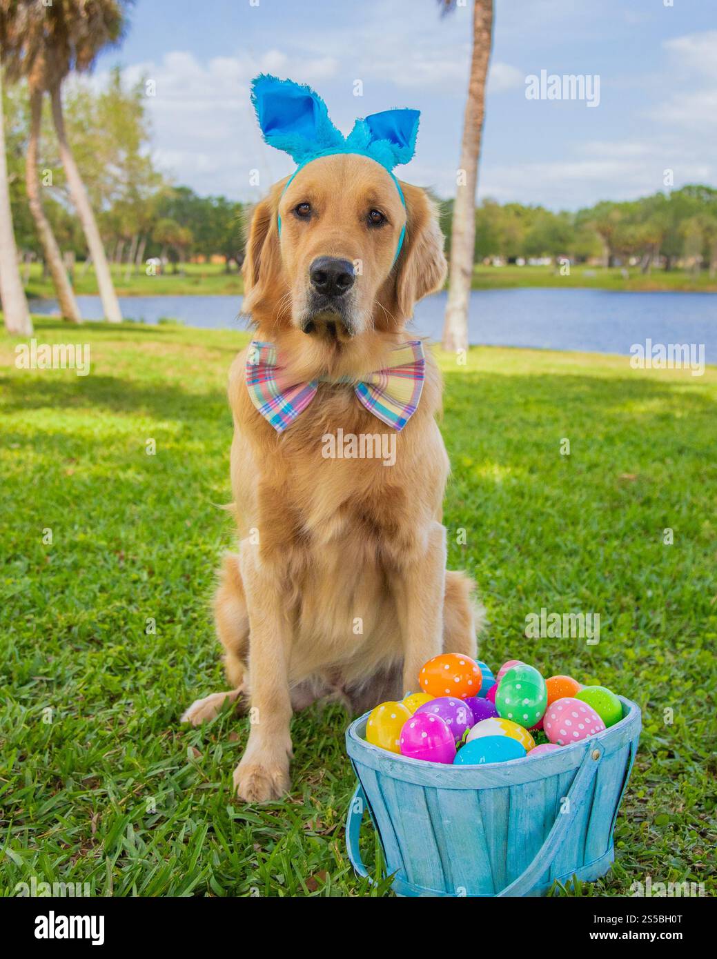 Golden retriever dog wearing bunny hi-res stock photography and images ...