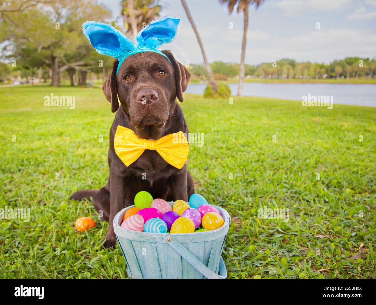 Portrait of an english chocolate labrador retriever dog wearing bunny ...