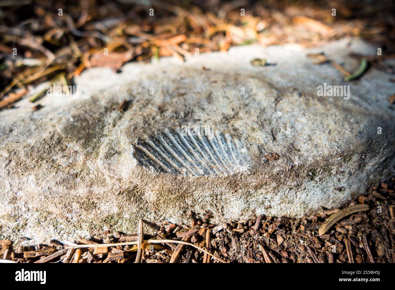 Closeup view of a shellfish fossil on a rock. Closeup view of a ...