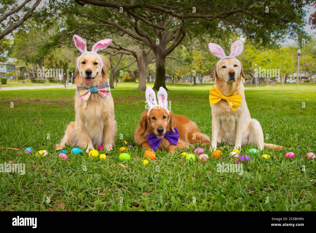 Two Golden Retrievers and a Yellow Labrador Retriever wearing bunny ...