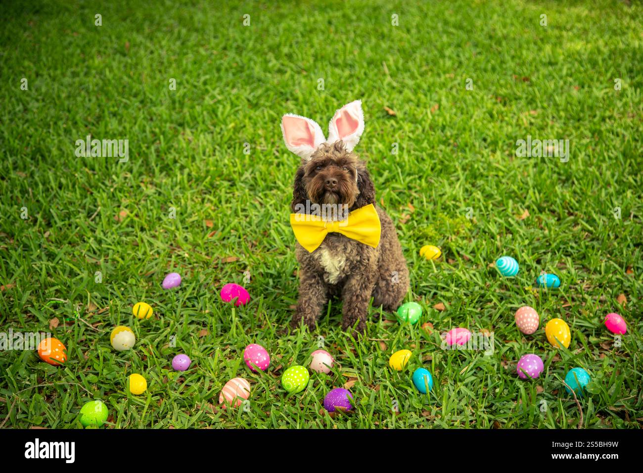 Portrait of a cockapoo dog wearing bunny ears and a bow tie sitting on ...