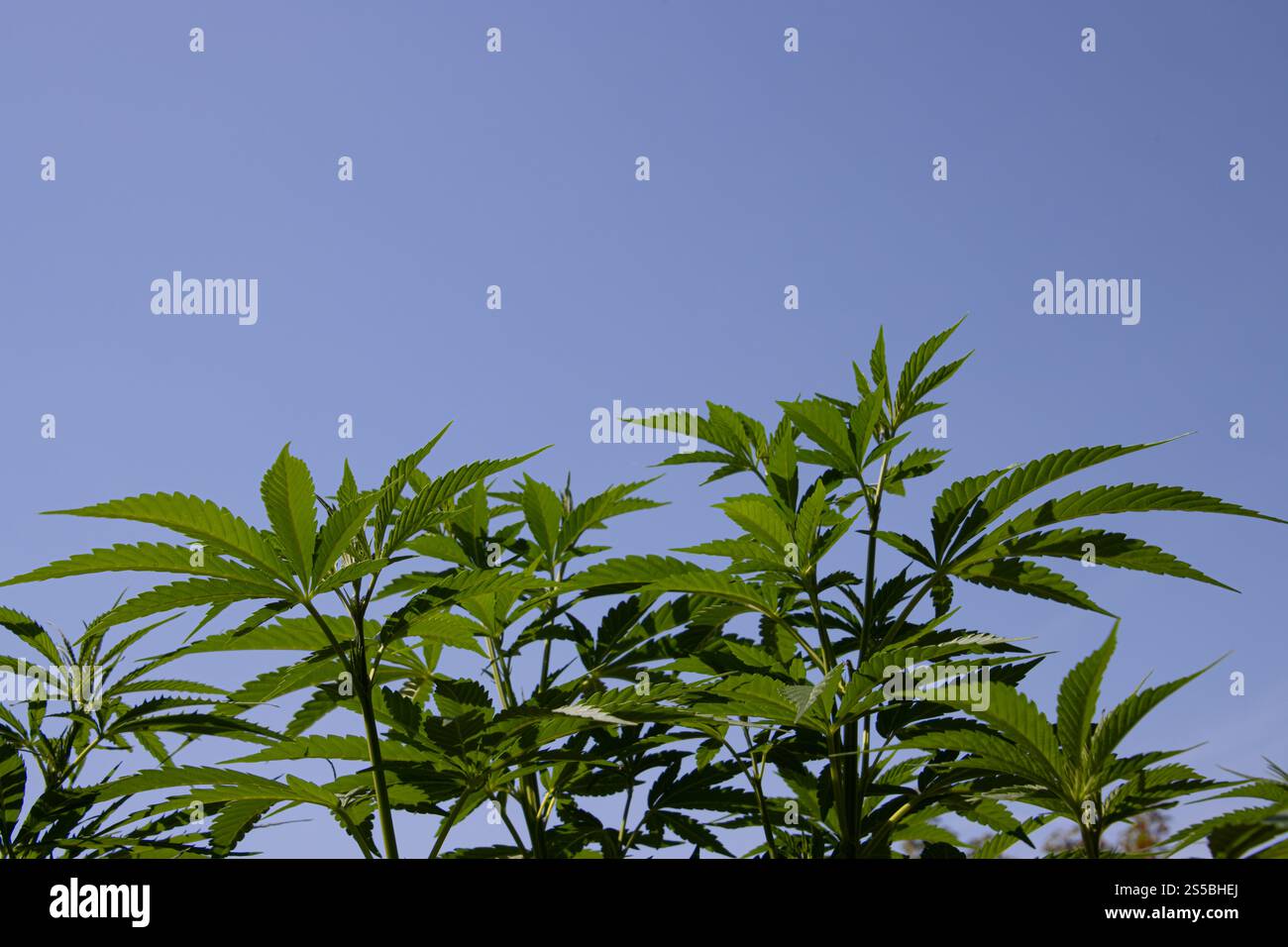 A vibrant collection of cannabis plants basking under a clear blue sky ...