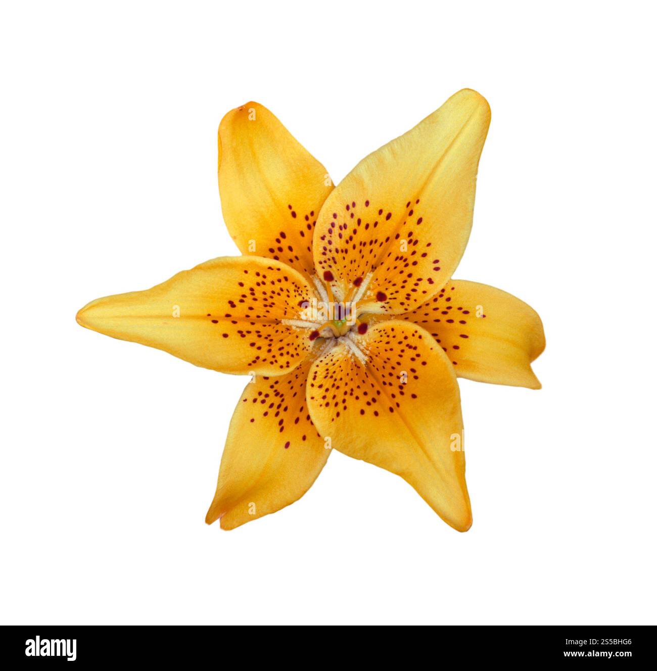 Beautiful yellow lily flower blooming Cut Out Stock Images & Pictures ...