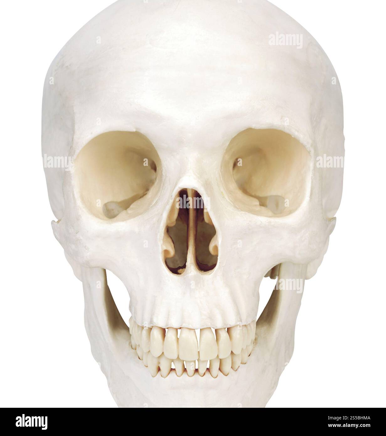 human scull isolated on white background Stock Photo - Alamy