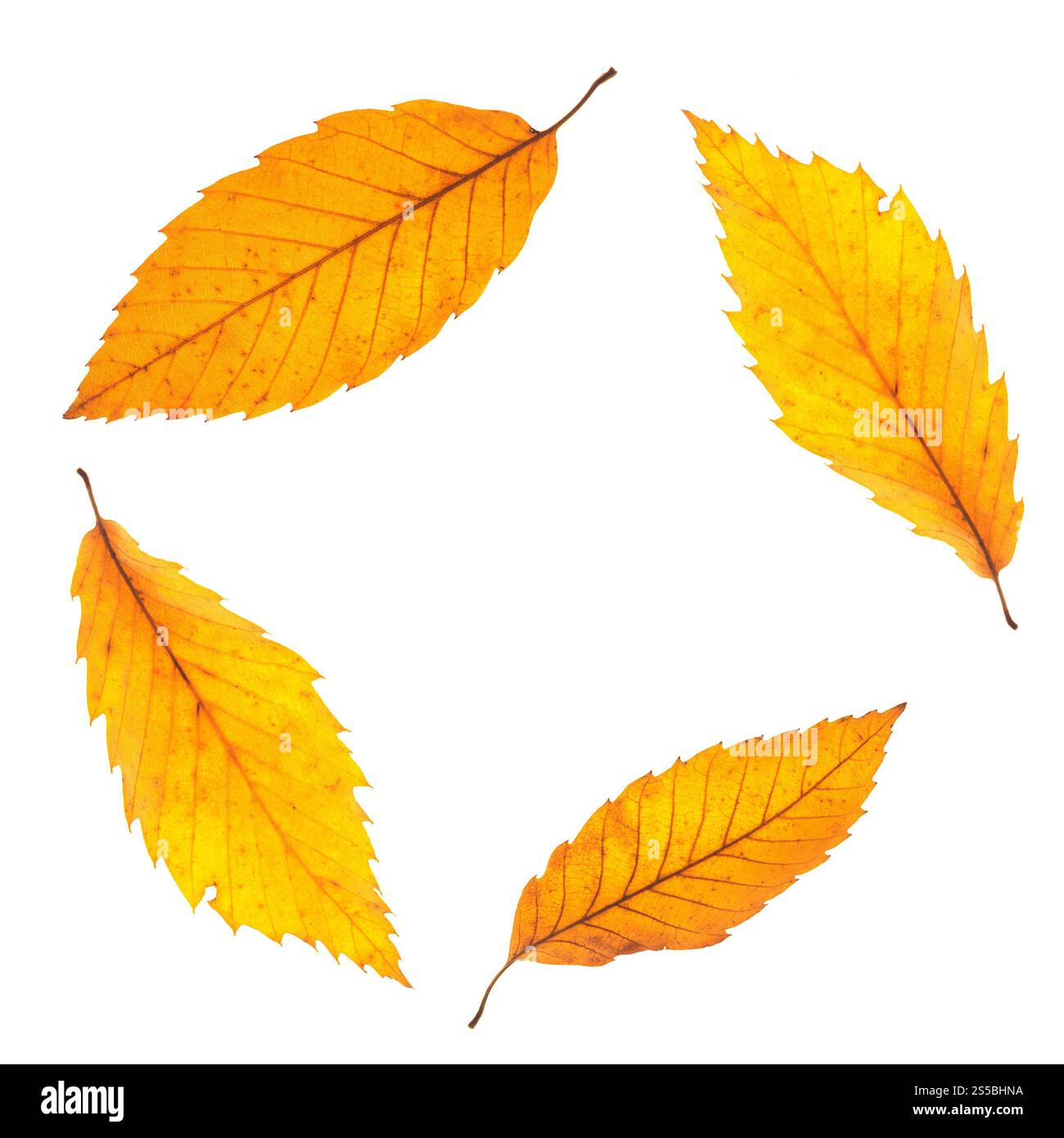 Thanksgiving fall greeting background Cut Out Stock Images & Pictures ...