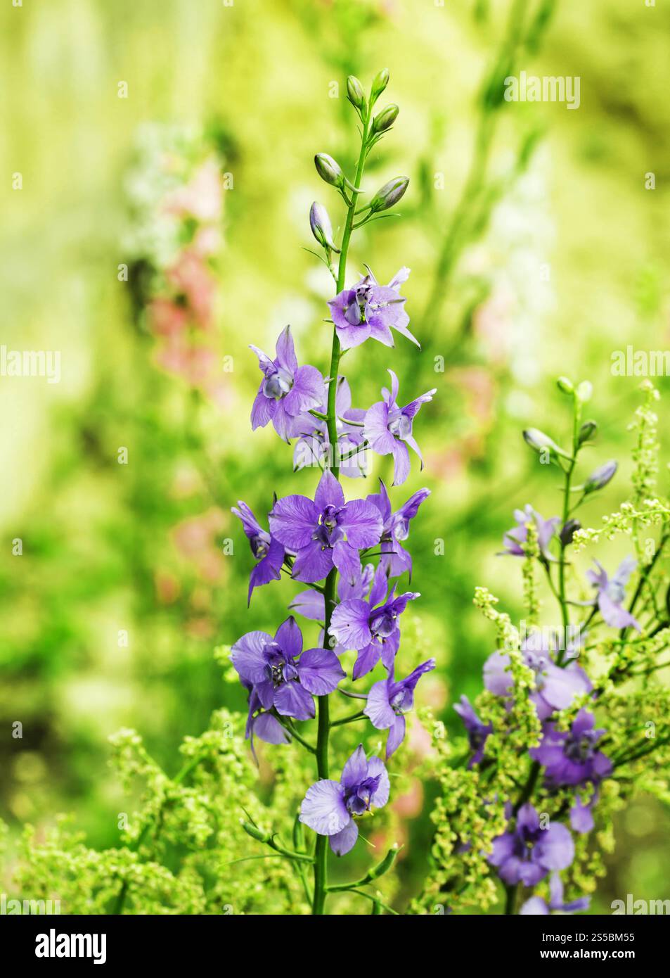 Flowerbed with sage flowers - toned image in the closeup. Flowerbed ...