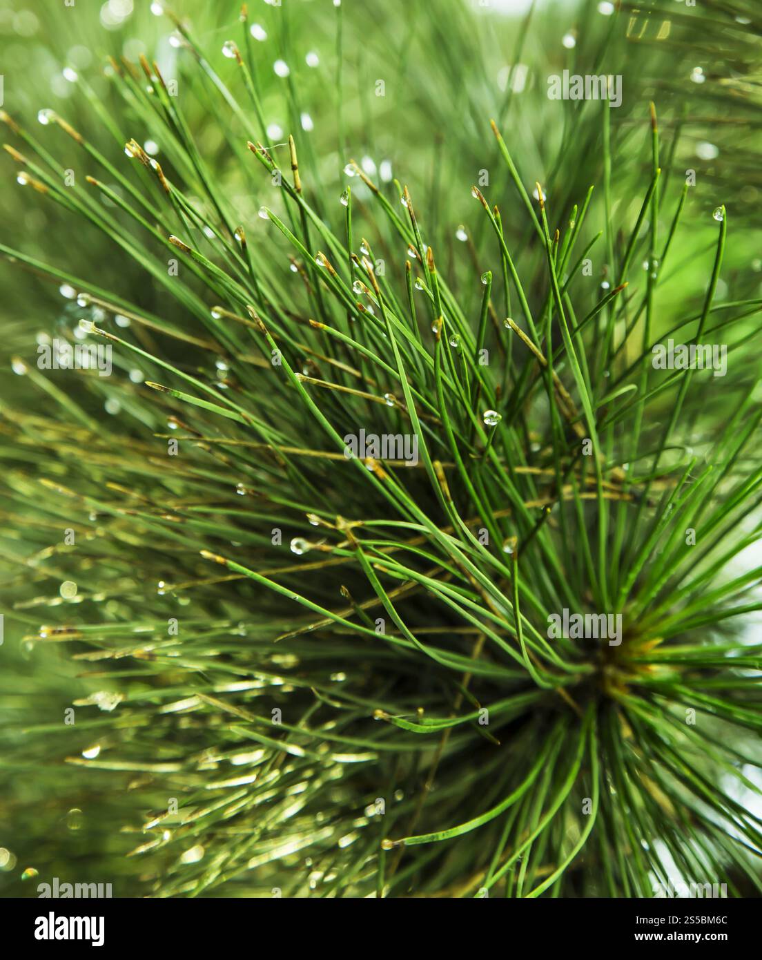 Pine tree isolated in nature in the closeup. Pine tree isolated in ...