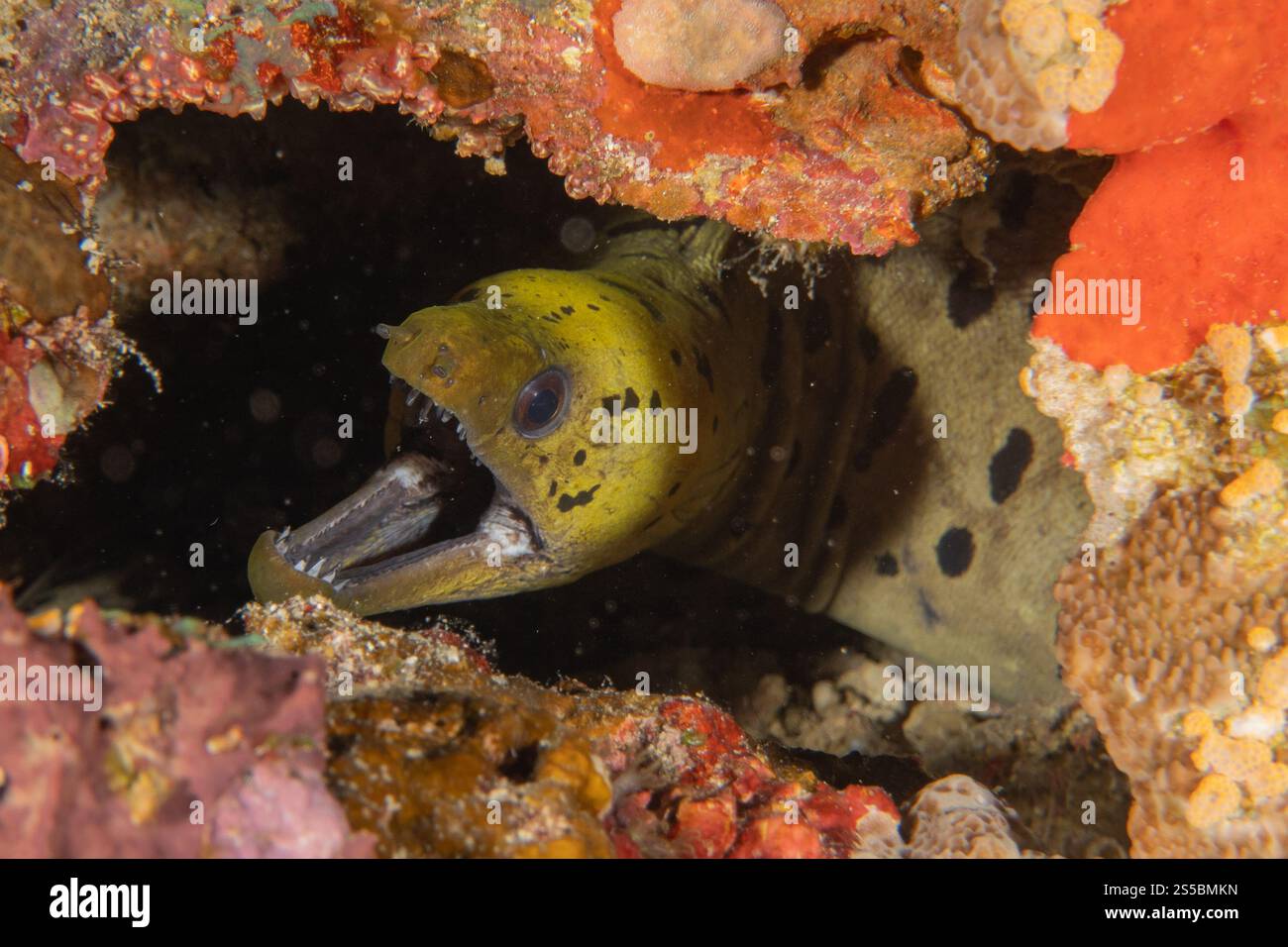 Moray eel Mooray lycodontis undulatus in the Sea of the Philippines ...