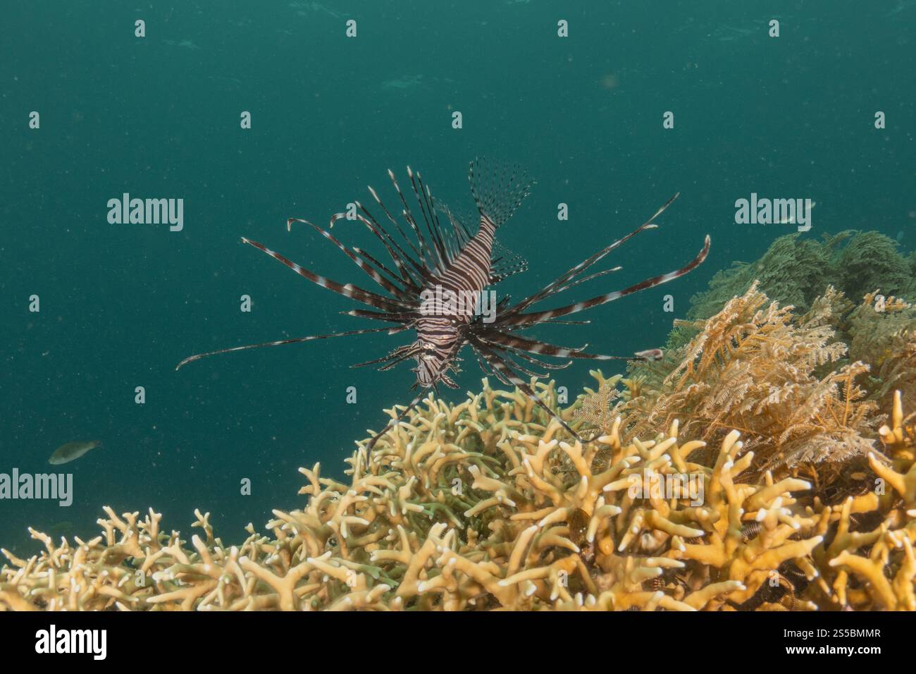 Lionfish (Pterois miles) in the Sea of the Philippines Stock Photo - Alamy