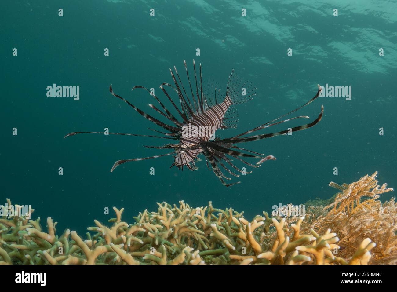 Lionfish (Pterois miles) in the Sea of the Philippines Stock Photo - Alamy
