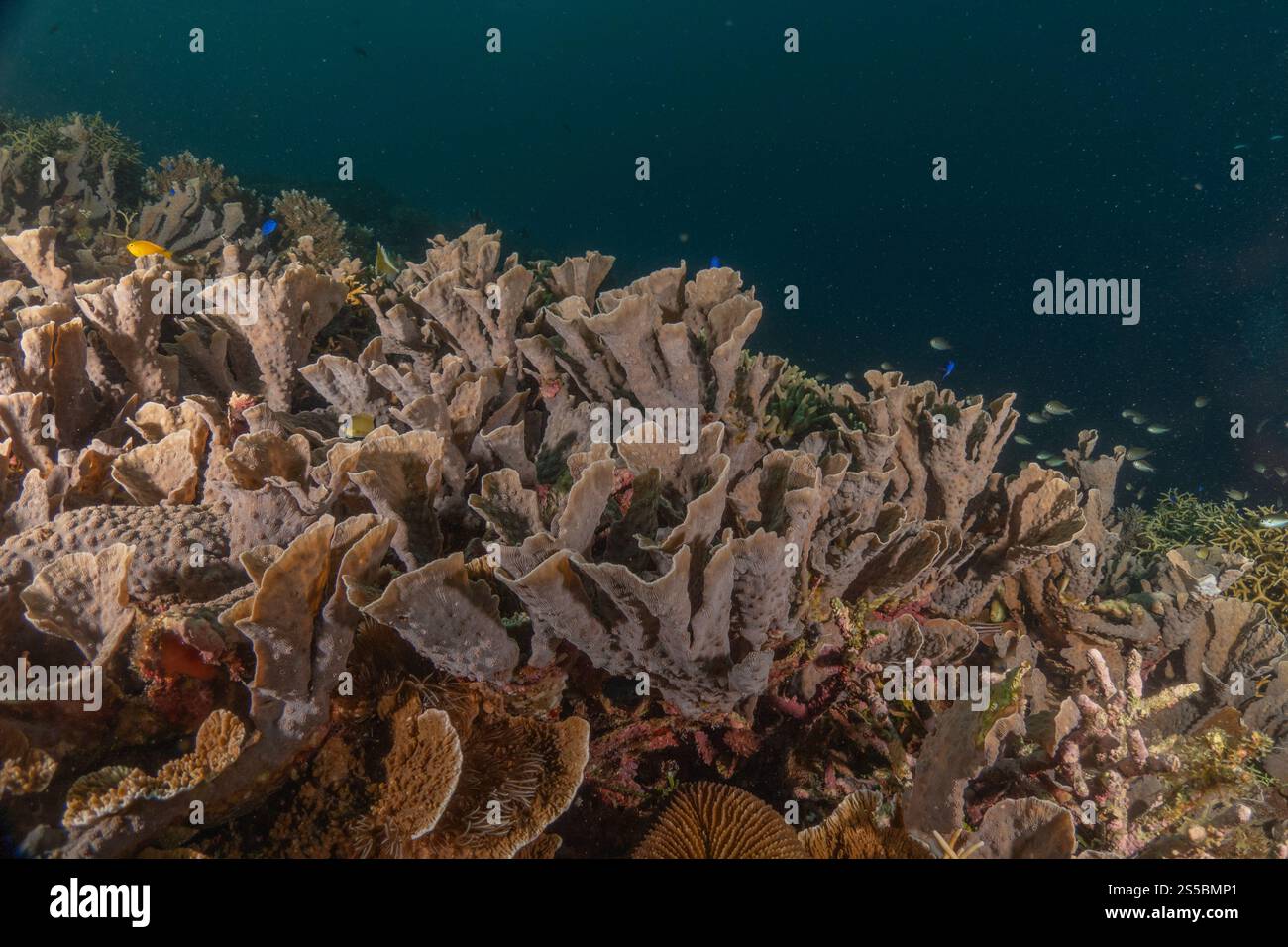 Coral reef and water plants in the Sea of the Philippines Stock Photo ...
