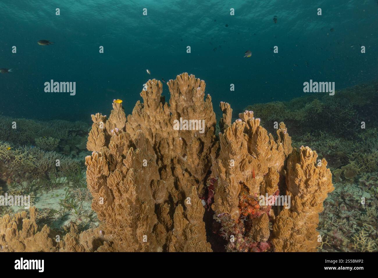 Coral reef and water plants in the Sea of the Philippines Stock Photo ...