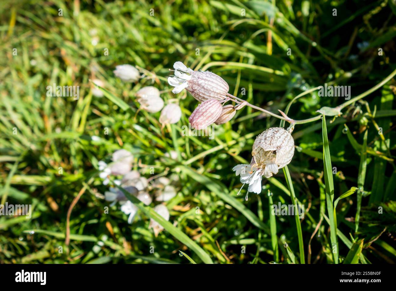 Bladder Campion flower - Silene Vulgaris - close-up view in Haute ...
