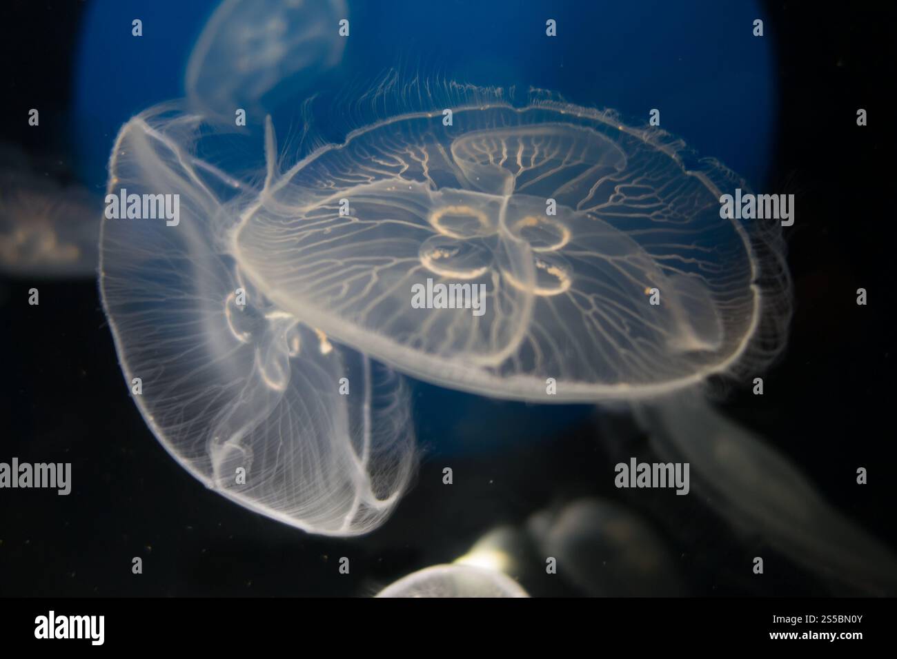 Jellyfish floating in the deep ocean. Macro view. Jellyfish floating in ...