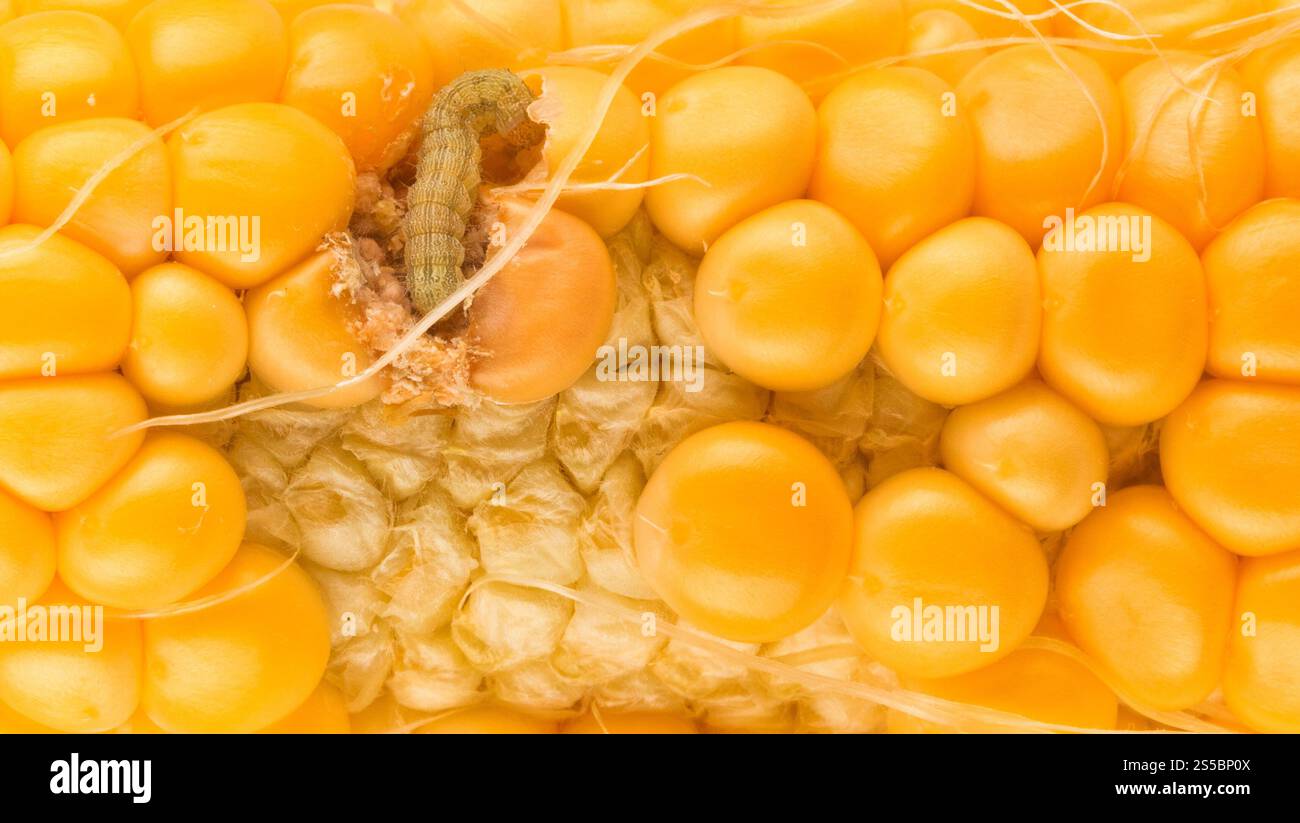worm eating the corn close up. worm eating the corn Stock Photo - Alamy