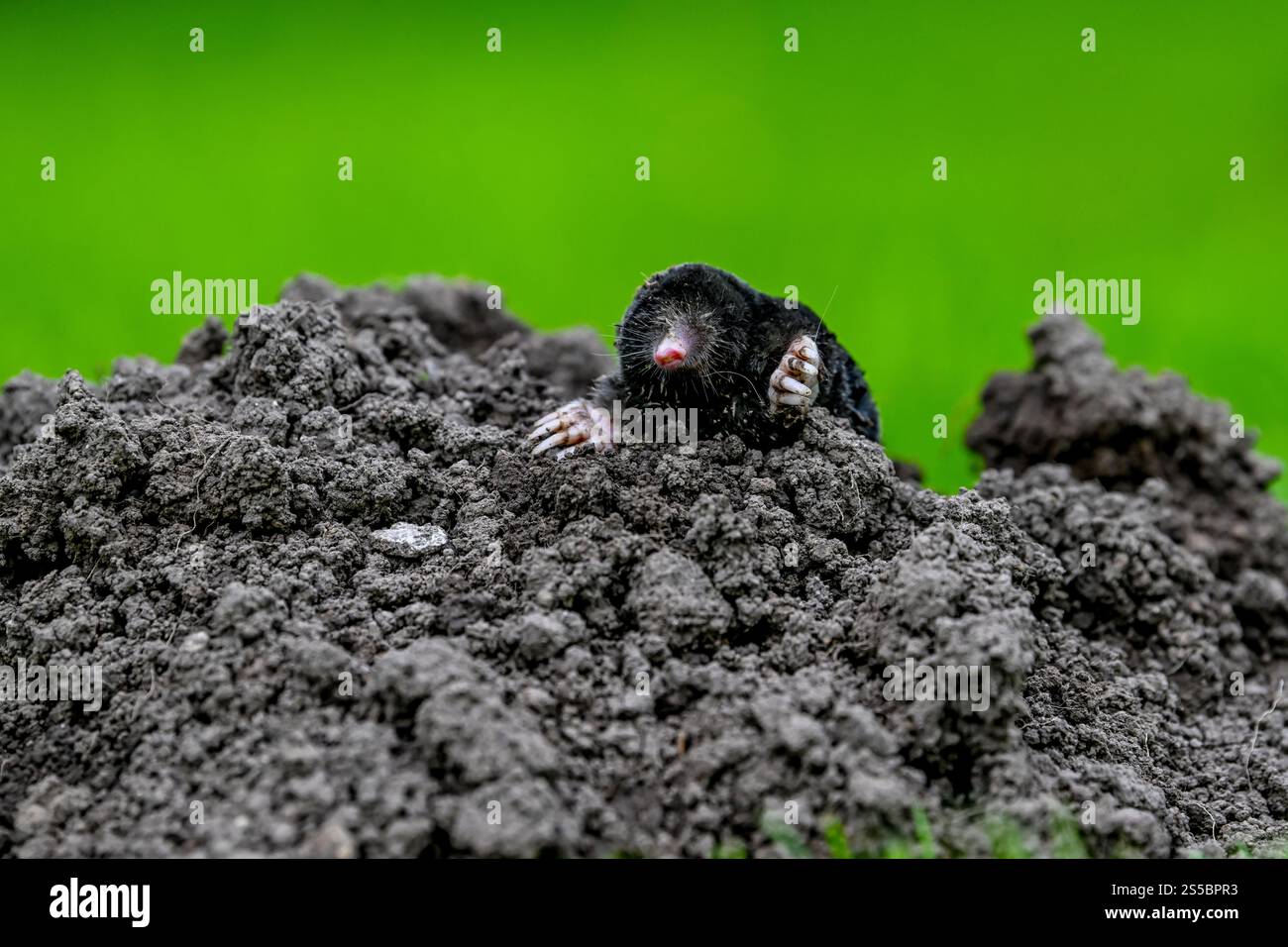 Mole emerging from its molehill Stock Photo - Alamy