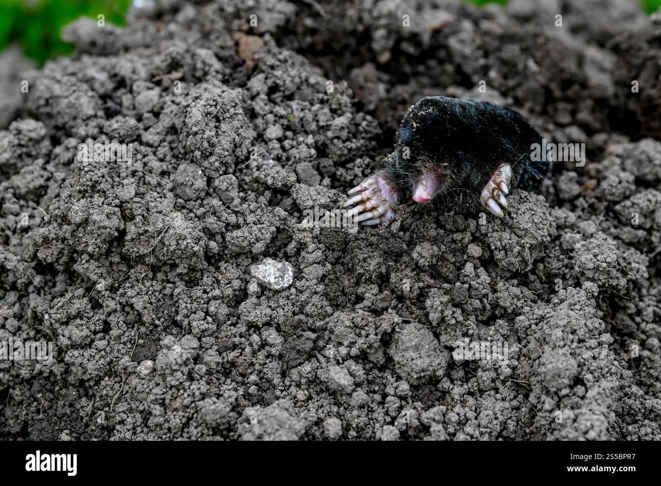 Mole emerging from its molehill Stock Photo - Alamy