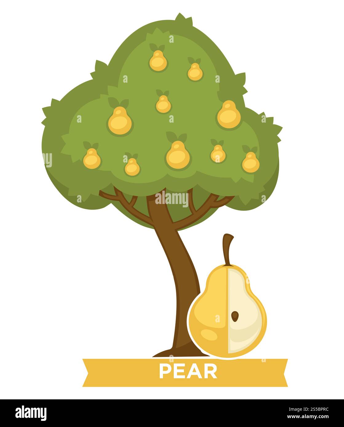 Pear tree full of ripe juicy fruits in thick foliage. Delicious natural ...