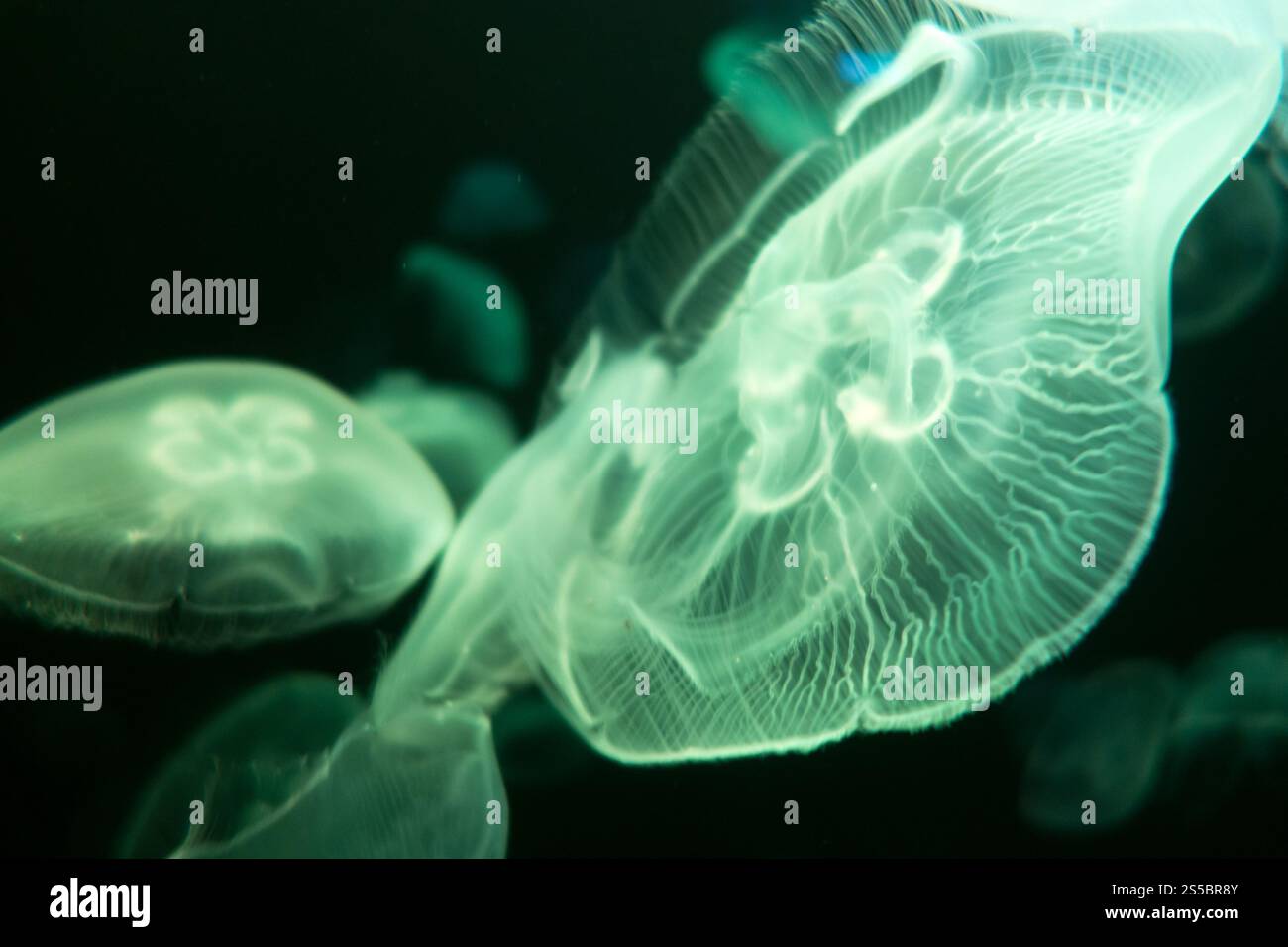 Jellyfish floating in the ocean. Macro view. Jellyfish floating in ...