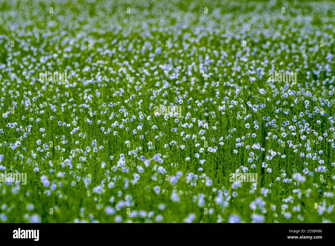 Flax fields hi-res stock photography and images - Alamy
