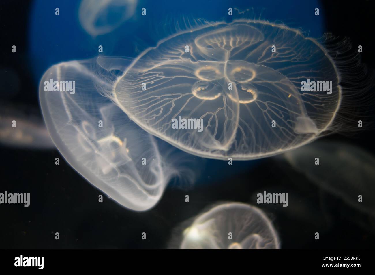 Jellyfish floating in the deep ocean. Macro view. Jellyfish floating in ...