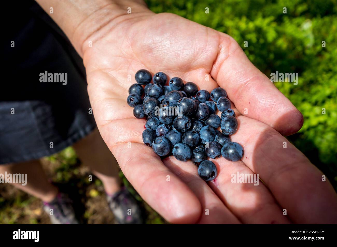 European Blueberry - bilberry - in a hand just after picking. European ...