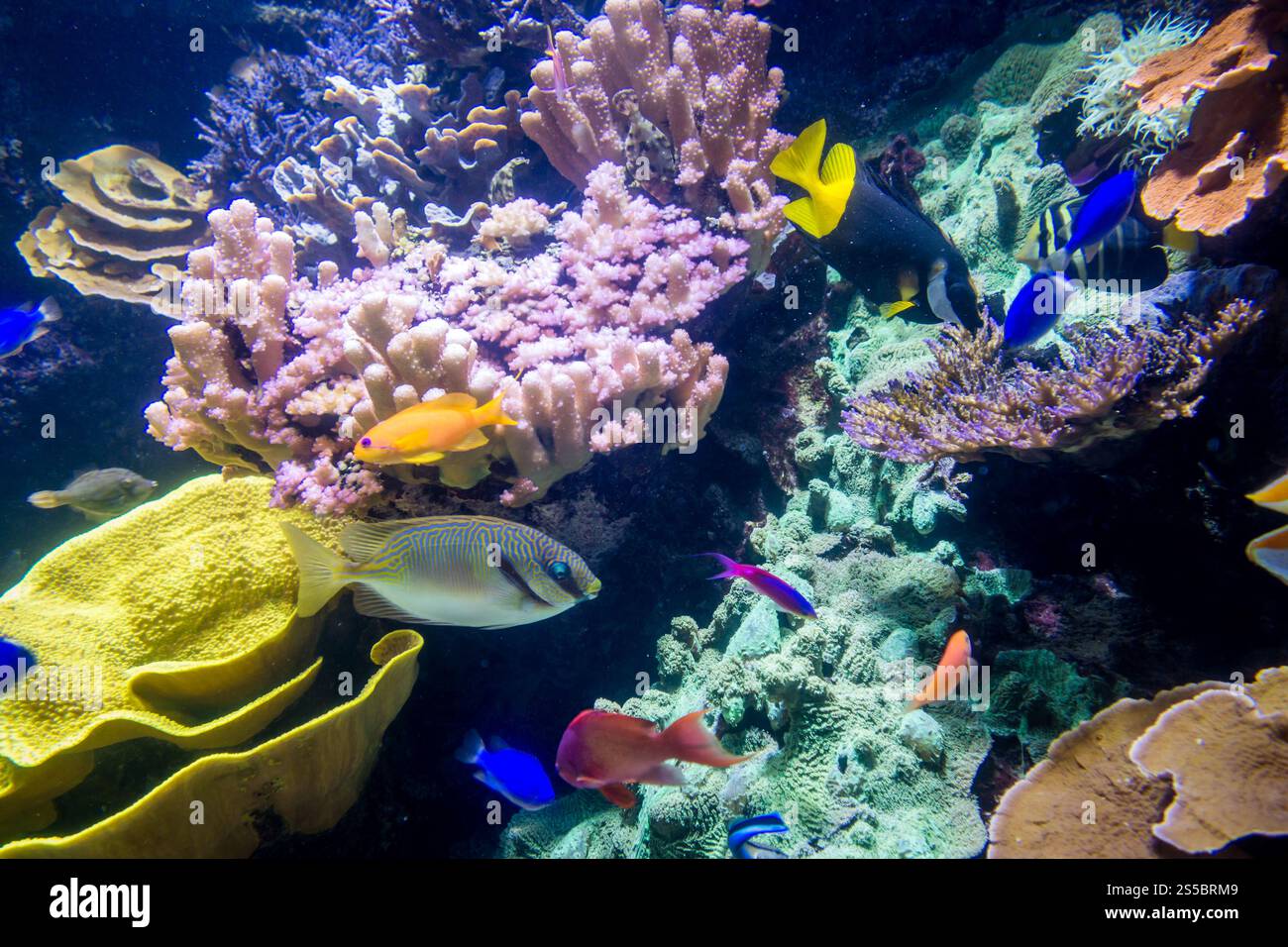 Close-up view of tropical fishes swimming in ocean. Tropical fishes ...