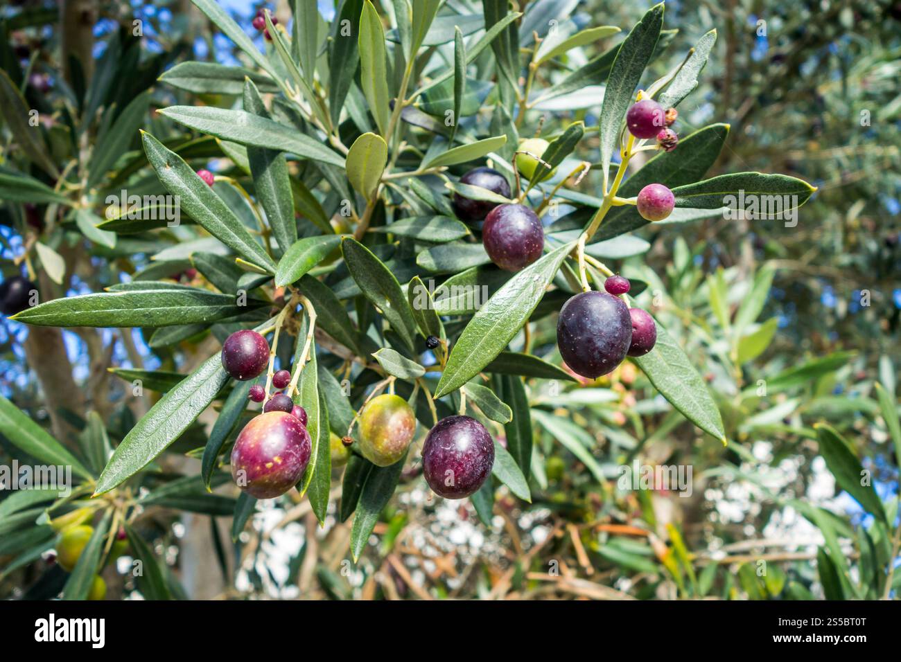 Organic olive three close-up view. Detail of leaves and fruits. Olive ...