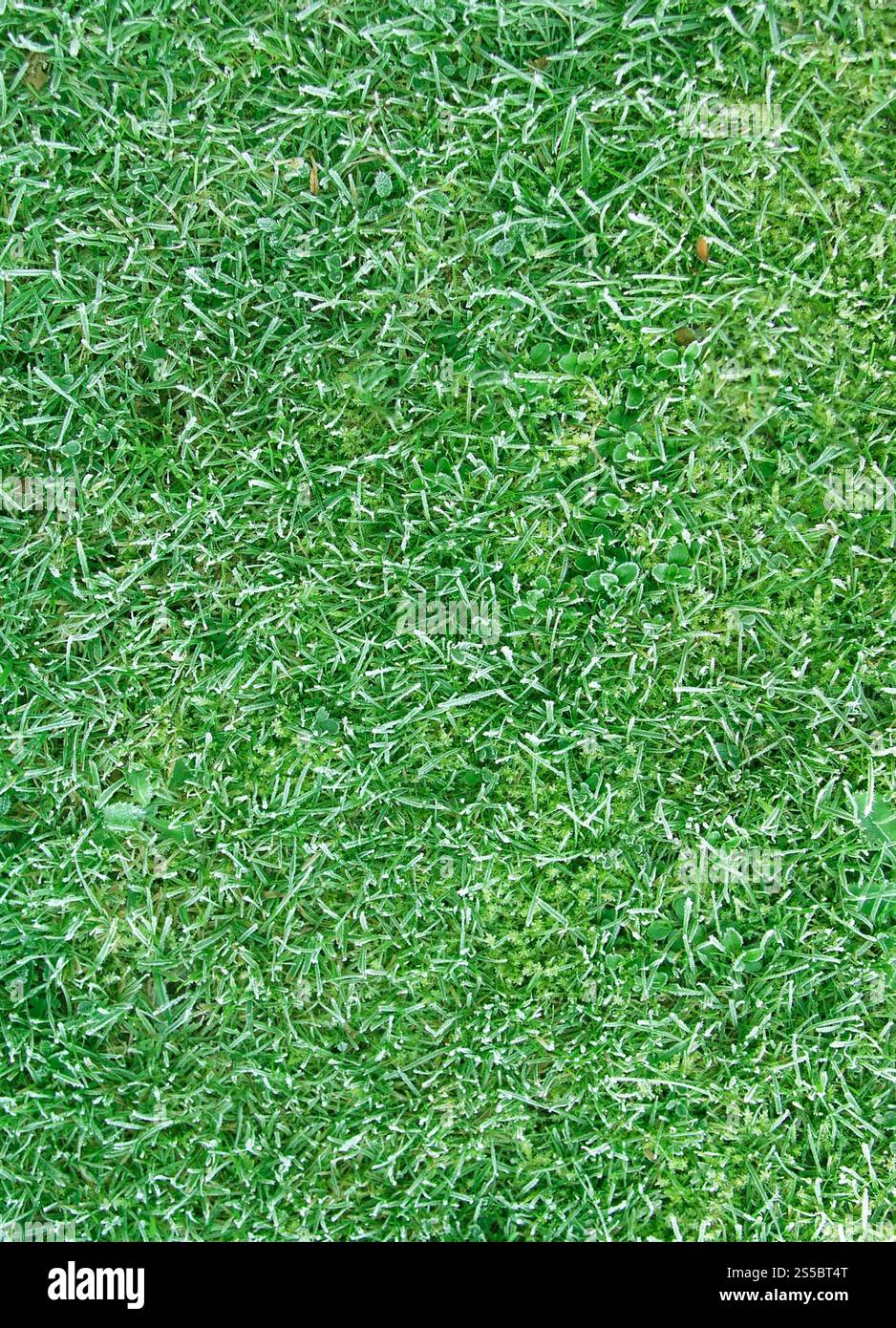 lawn texture or background close up. lawn texture Stock Photo - Alamy
