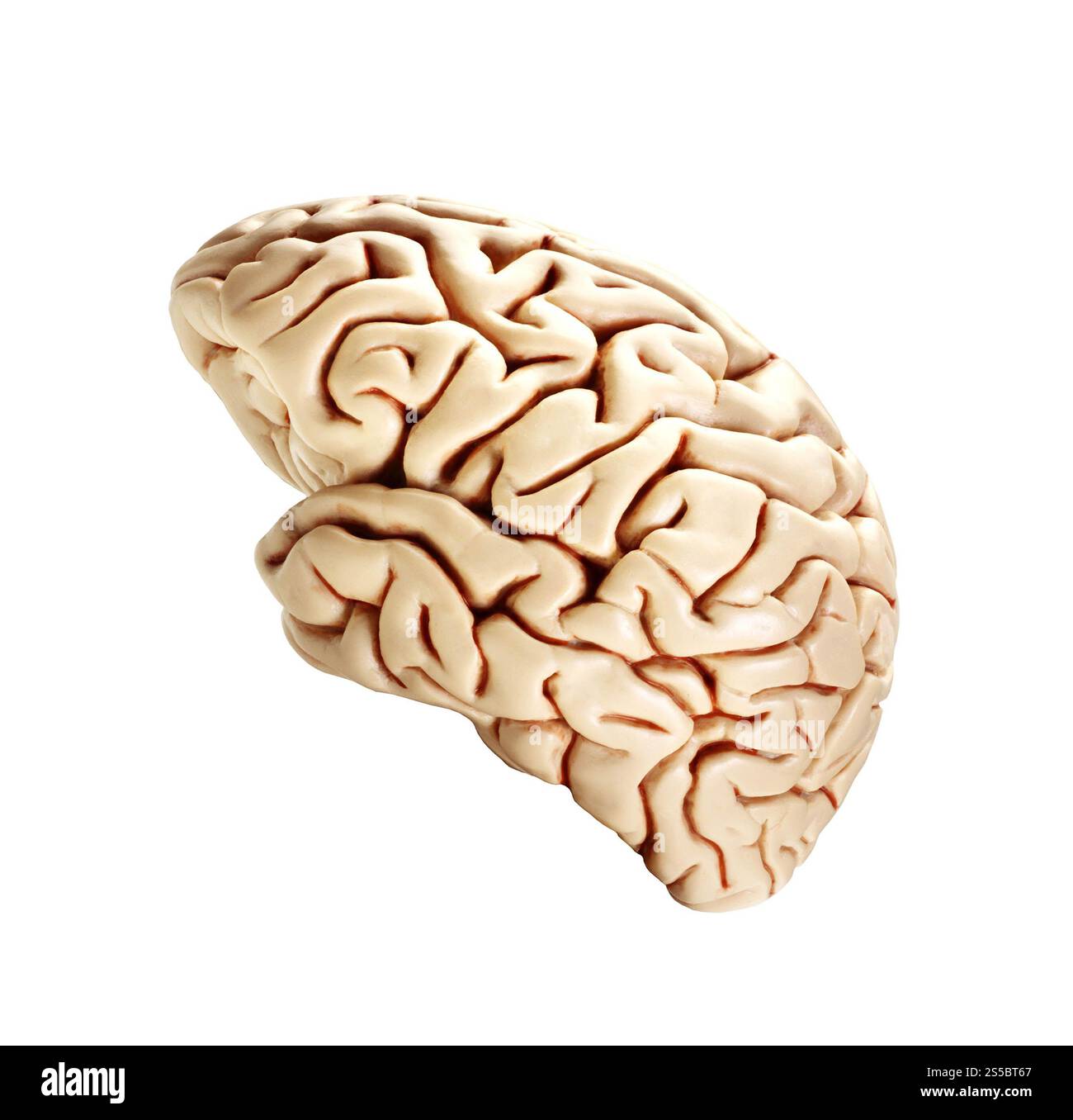 brain isolated on white background. brain isolated on white Stock Photo ...