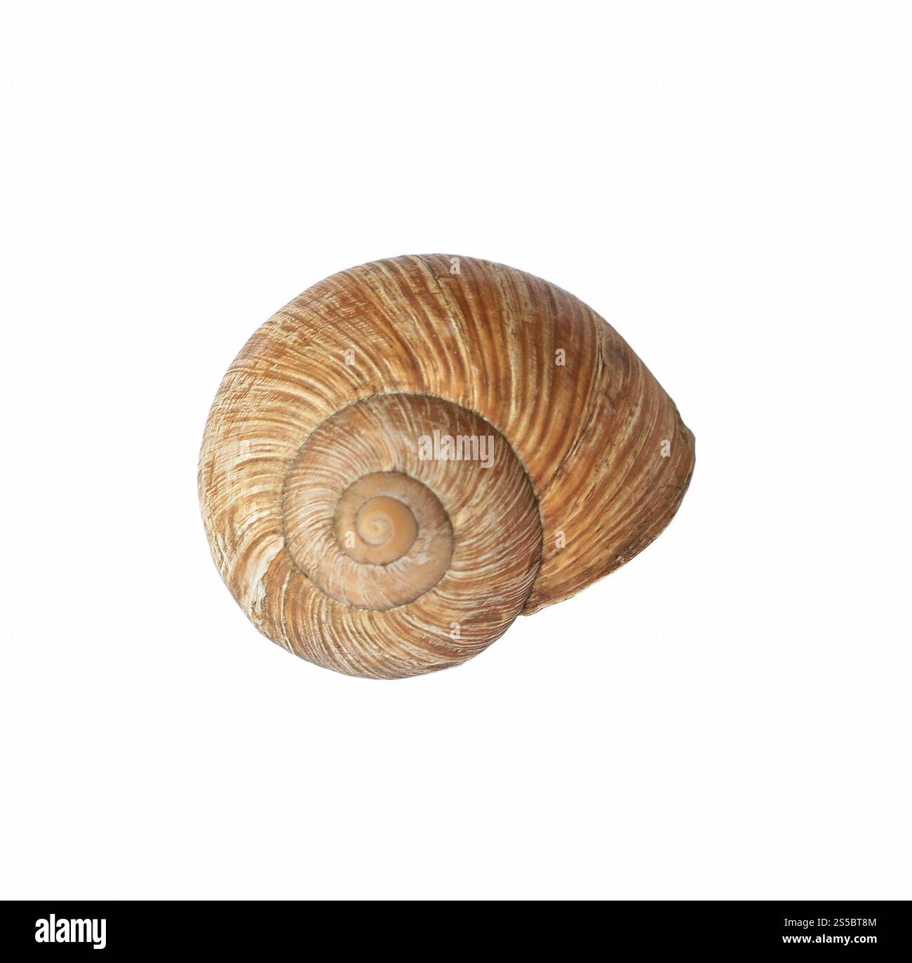 Sea Shell on Isolated White Background. Sea Shell Stock Photo - Alamy