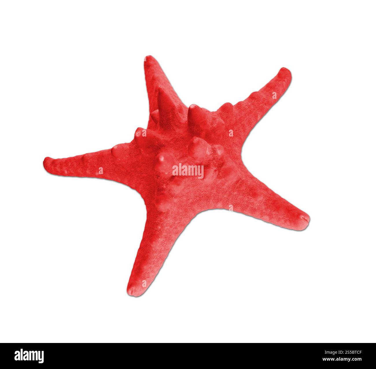 One beautiful starfish isolated on a white background. One beautiful ...