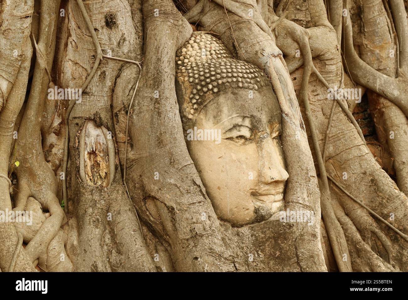 Ancient Buddha Statue's Head Trapped in the Bodhi Tree Roots in Wat Mahathat Temple Ruins ...