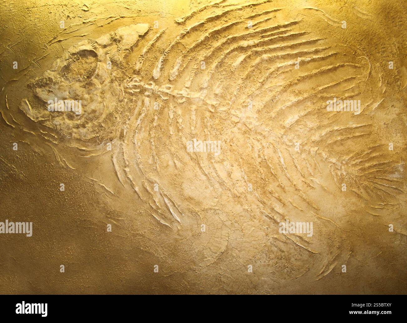 Giant fish hi-res stock photography and images - Alamy