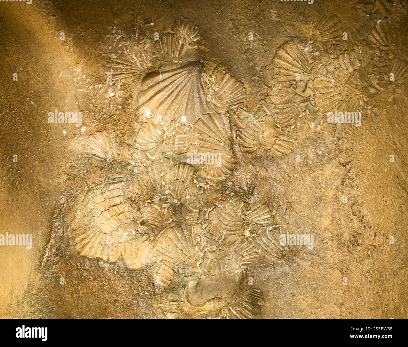Shell sediment abstract close up. Shell sediment abstract Stock Photo ...