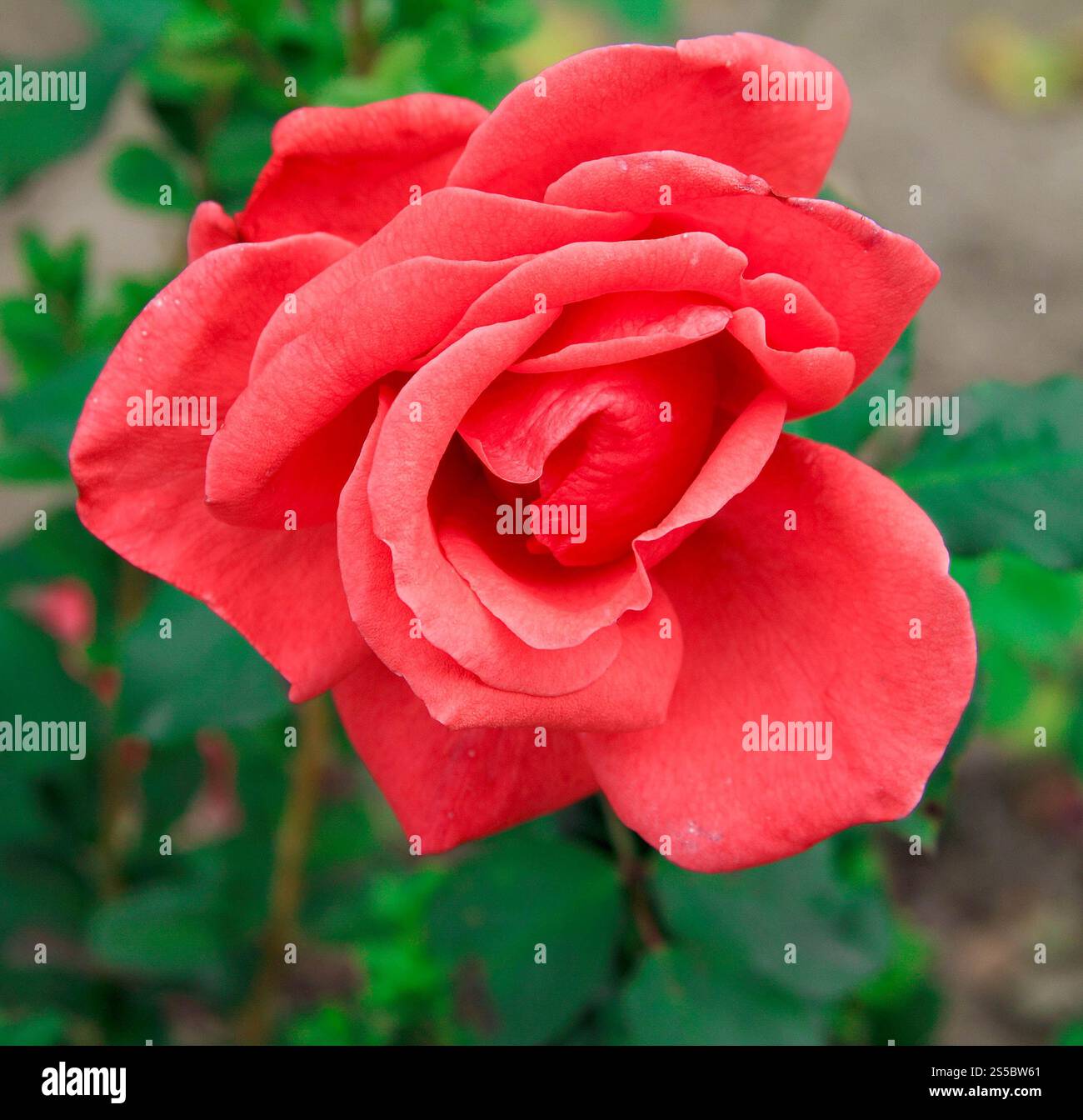 red rose close up background. red rose Stock Photo - Alamy