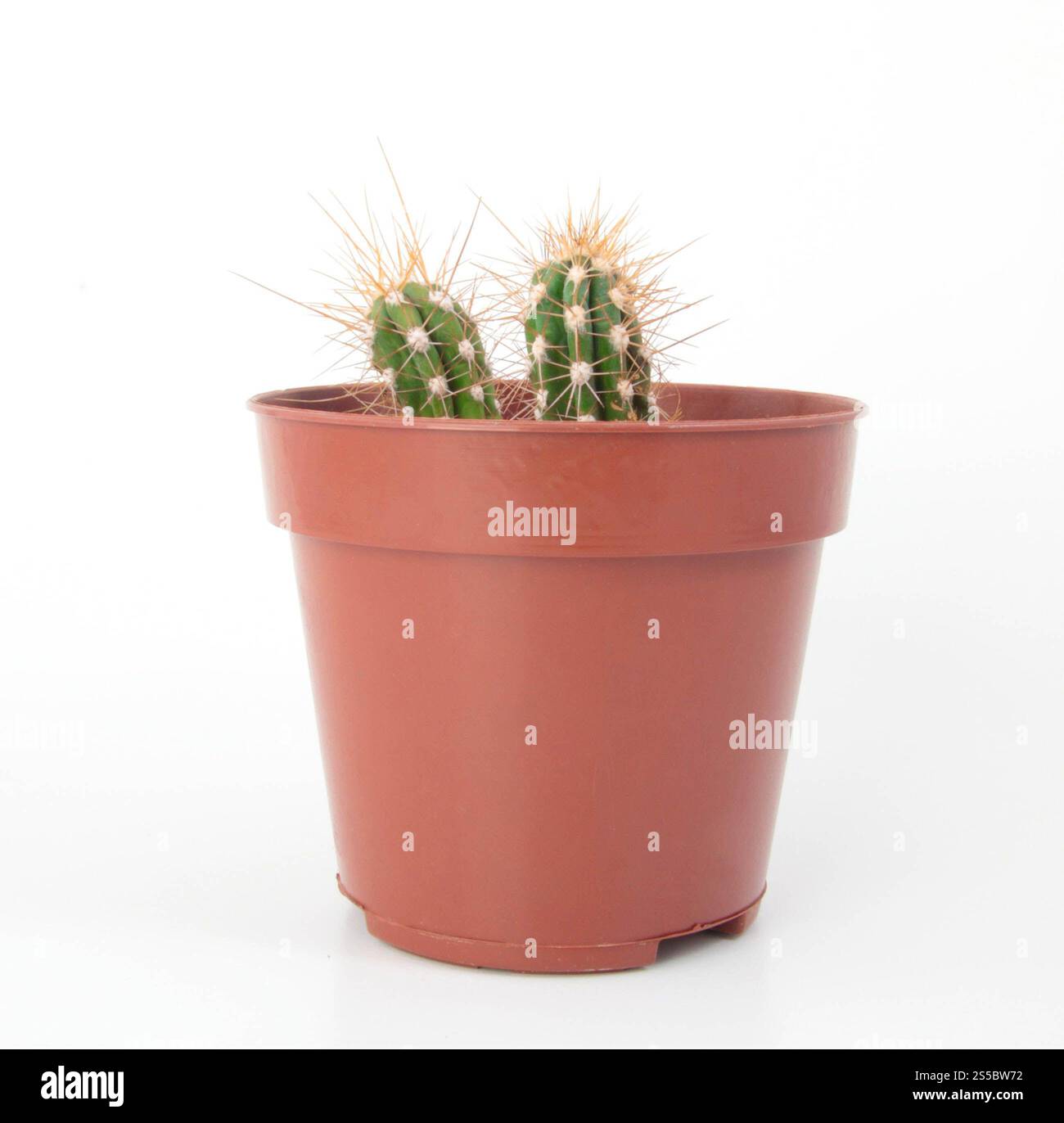 Two Cactus with Thorns in a Pot isolated on white background. Two ...