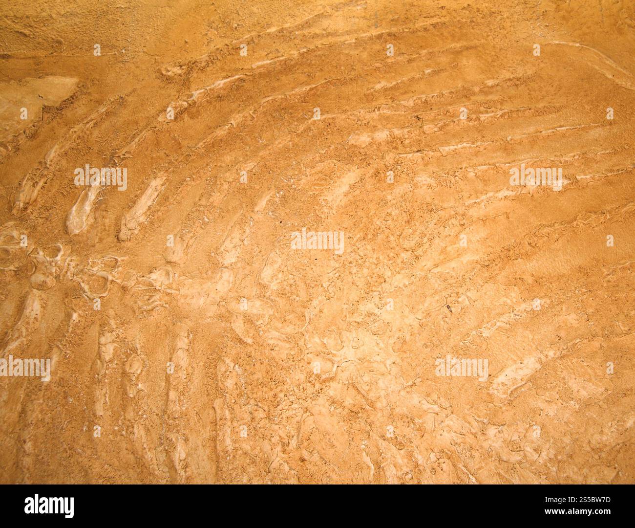 Fossils sedimentary rock hi-res stock photography and images - Alamy