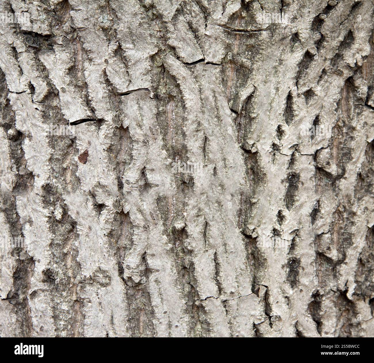 Peel tree background close up. Peel tree background Stock Photo - Alamy