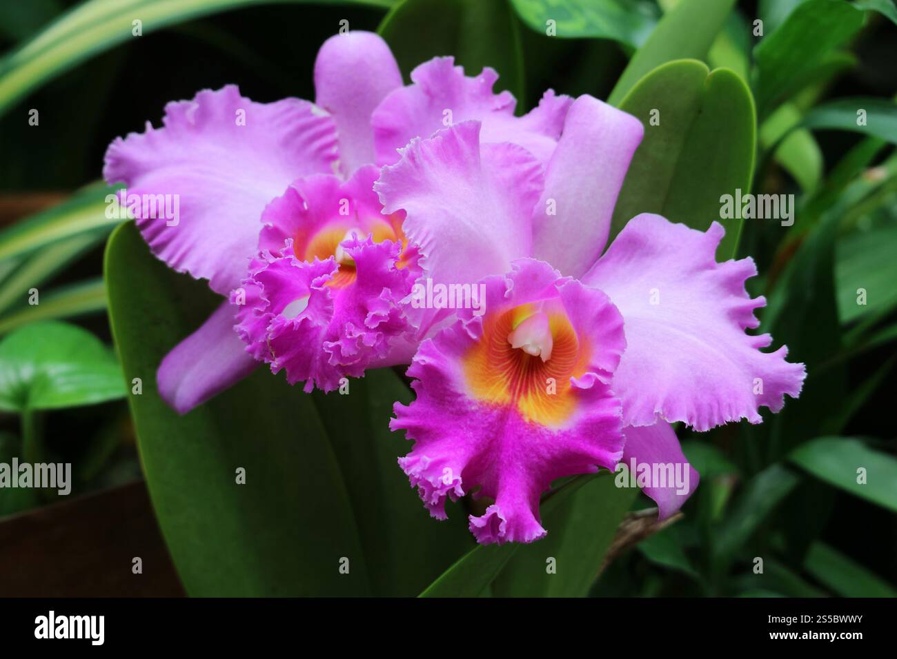 Two stunning cattleya orchids hi-res stock photography and images - Alamy